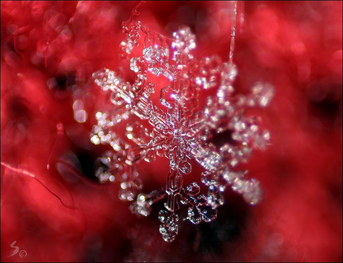 The true story behind the snowflake uniqueness